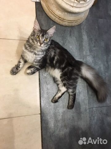 Продам котят майн-кун разного возраста, все фото п