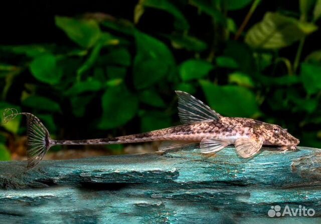 Элитные сомики