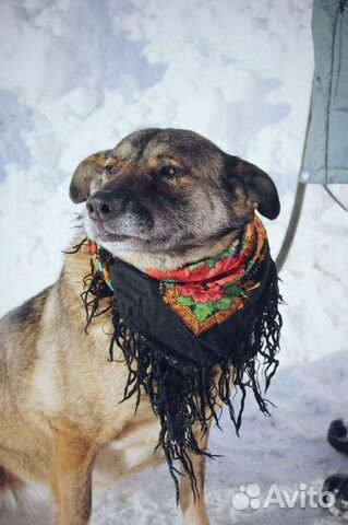 Булочка Дуня ищет семью