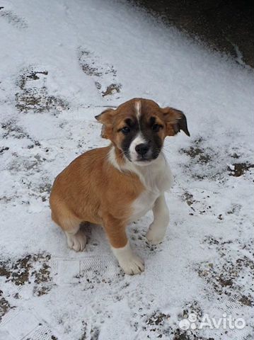 Пуля ищет дом