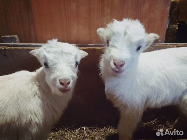 Козлята (Ла-Манча)