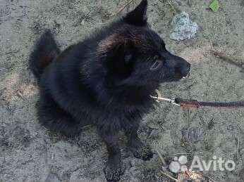 Потерялась собака