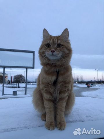 Кошка вязка курильский бобтейл