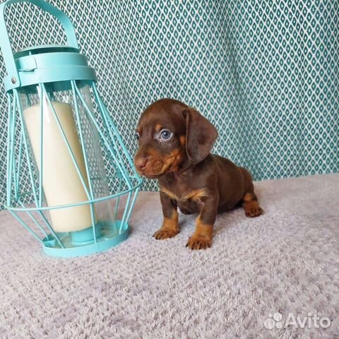 Такса Мальчик