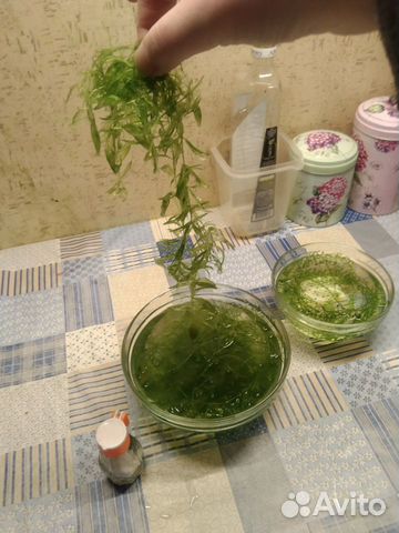 Роголистник бесплатно