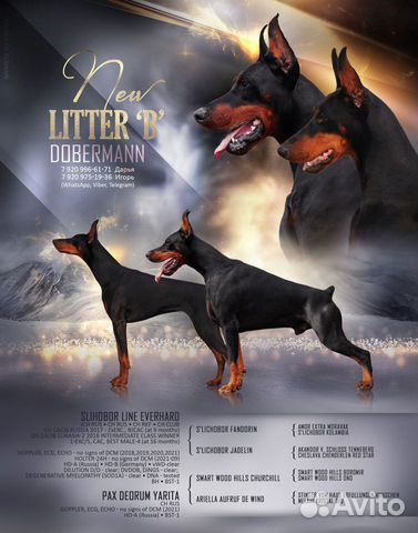 Щенки добермана