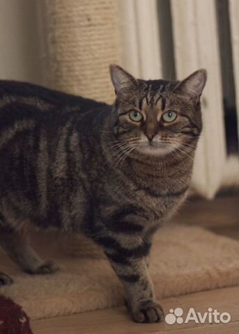 Красавица кошка Шанти 2 года в дар