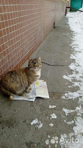 Ласковая кошечка тянется к прохожим
