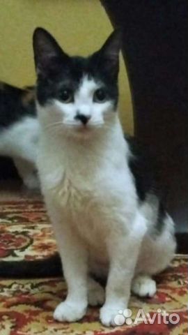 Асти ждет своего человека