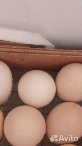 Цыплята бройлеры Росс 308 Белоруссия