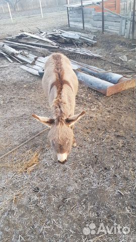 Осел