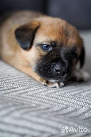 Собака в добрые руки щенок