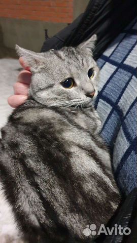 Ищем хозяина очень быстро