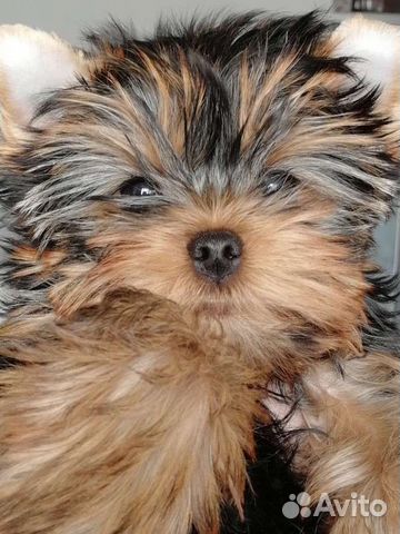 Щенки йорка стандарт