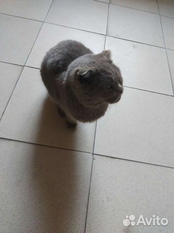 Британская вислоухая (найдена)