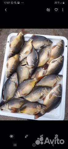 Рыбопосадочный материал (малек). Карп