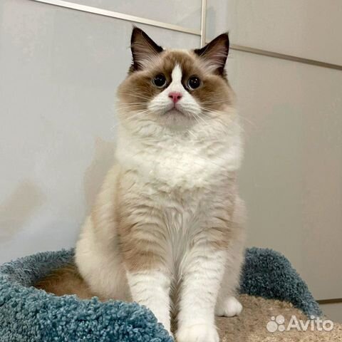 Котенок рэгдолл (мальчик) в разведение
