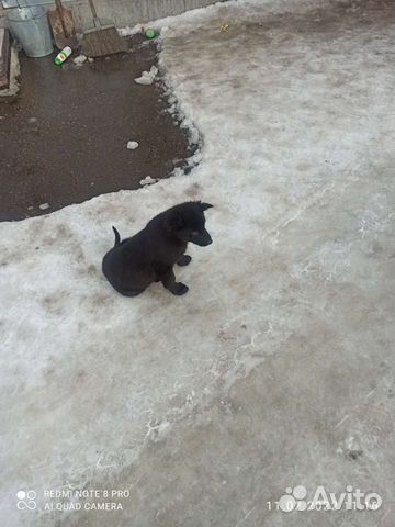 Помесной щенок немецкой овчарки