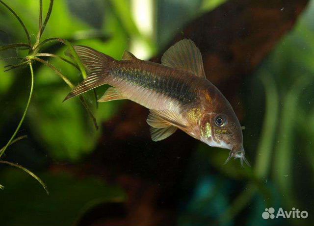 Коридорас золотистый - Corydoras aeneus 2смУ этих