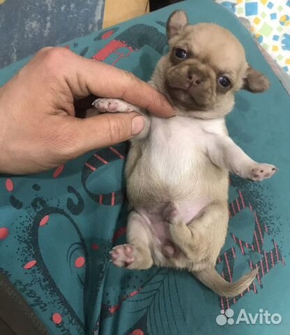 Чихуахуа куклена мини Пигга