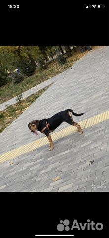 Собака метис бигля в добрые руки