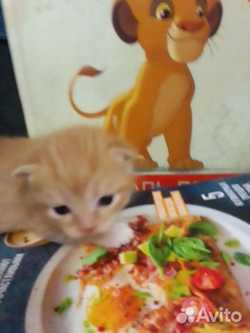 Котята рыжие и темненькие