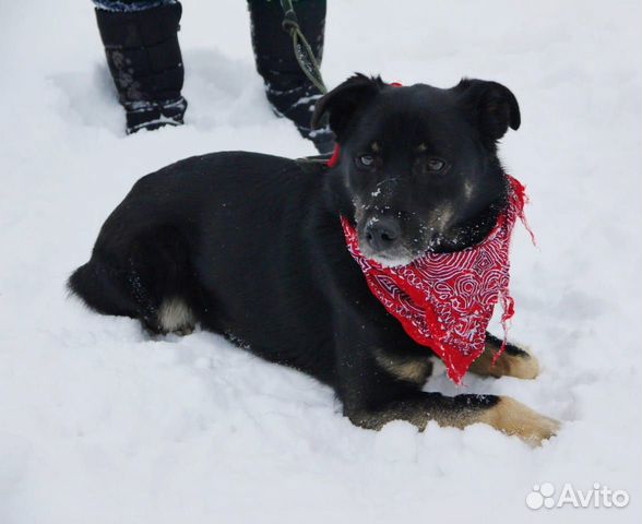 Багги замерзает в приюте