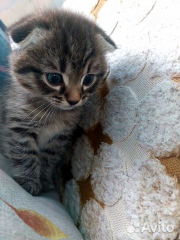 Кошки шотландцы вислоухие