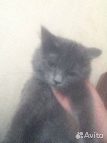 Серая кошка 5месяцев