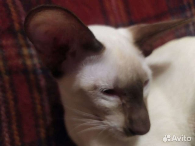 Ориентальная