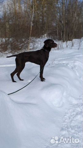 Собака (курцхаар) в добрые руки