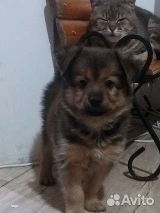 Щенок в добрые руки бесплатно маленькая порода