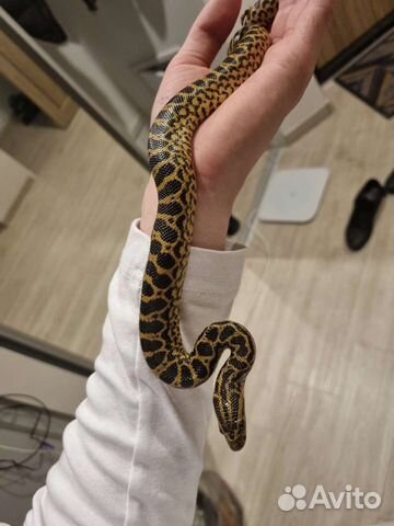 Парагвайская анаконда