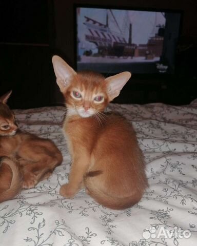 Абиссинский котенок