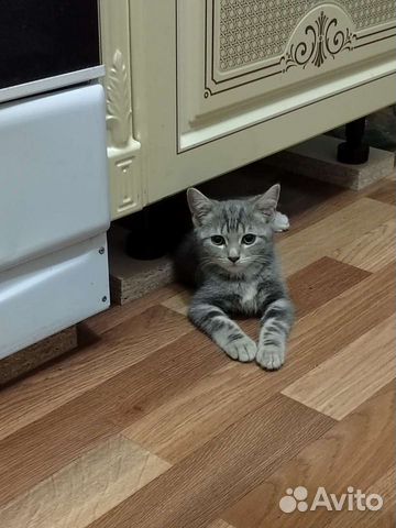 Отдам бесплатно. Очаровательные кошечки. Возраст 3