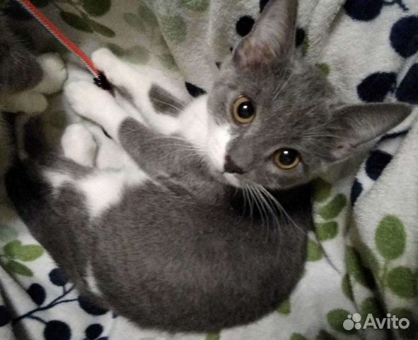 Котёнок Молния
