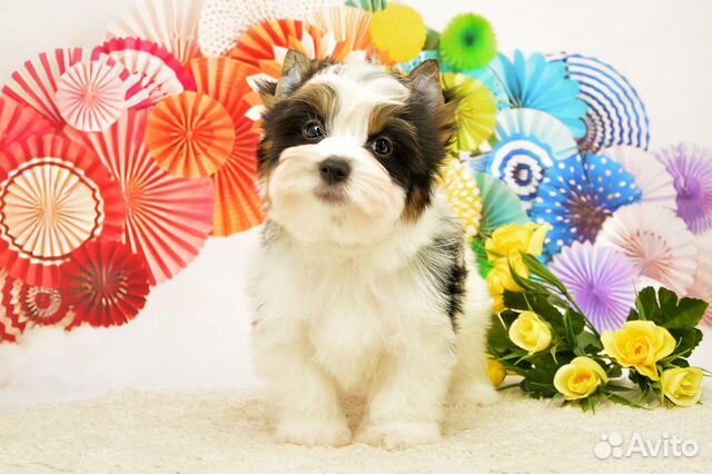 Бивер, яркий мальчик