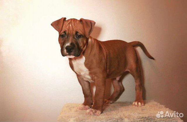 Стаффордширский терьер щенки