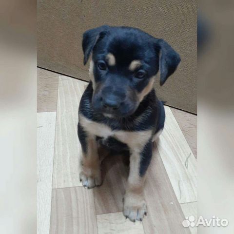 Щеночек немецкая овчарка помесь лайка