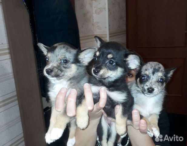 Той-терьер щенки рождены 7 января(рождественские)