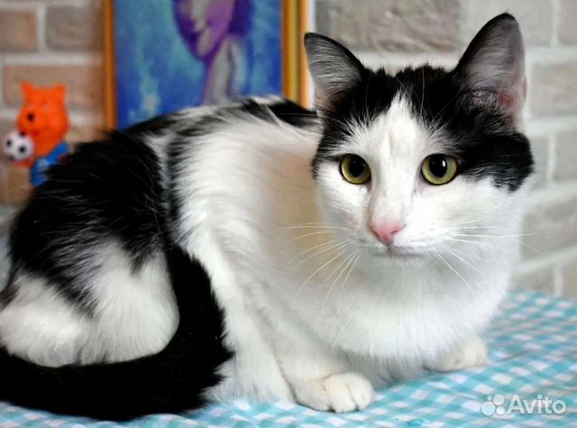 Молодой котик Лесь