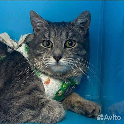 Выпуск на улицу 24 февраля. Шанс на дом