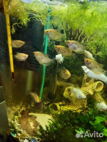 Малёк золотого гурами