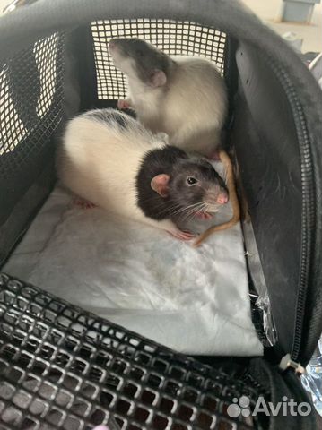 Крыса дамбо с клеткой