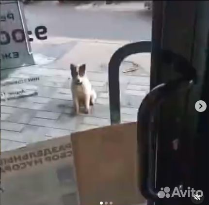 Щенок хаски ищет семью