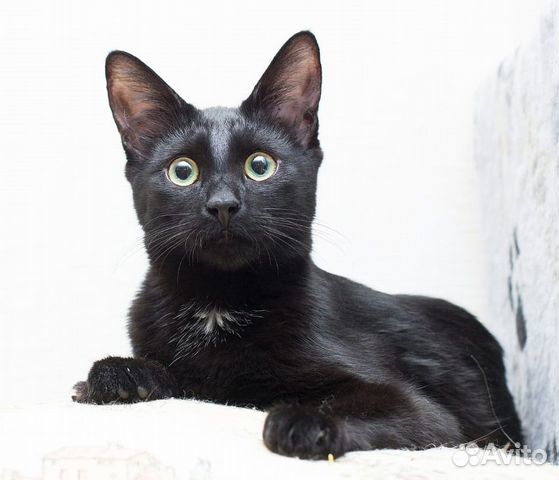 Спасите Яночку