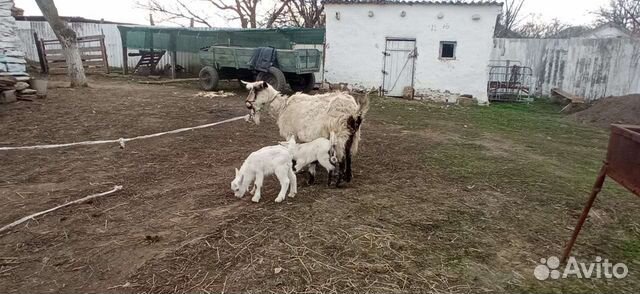 Коза с 2 ягнятами