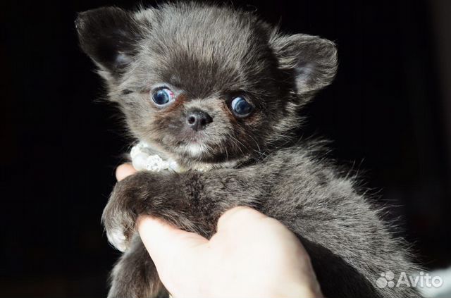 Мини мышка чихуахуа