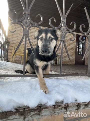 Щенок Венга ищет хозяина