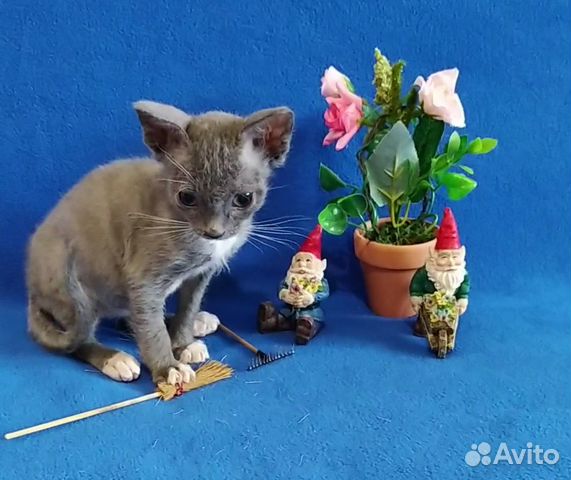 Симпатяга обоятельный уральский рекс